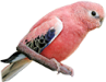 Comprar Bourke Rosa Filhote - Aves Mansas